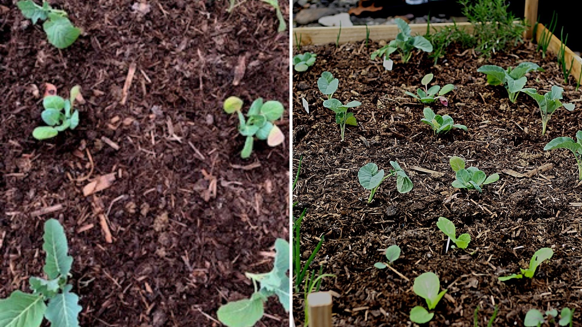 Take a tour of the spring garden - Dani's Midlife Homestead