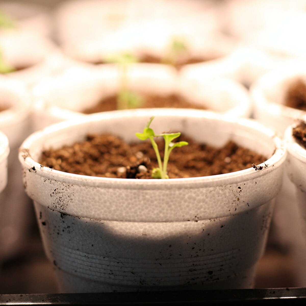 Mastering Indoor Seed Starts: Tips and Tricks for Successful Gardening ...