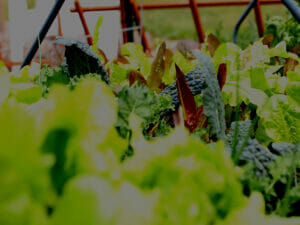 Spring into Action: A guide to preparing your garden for the season ...