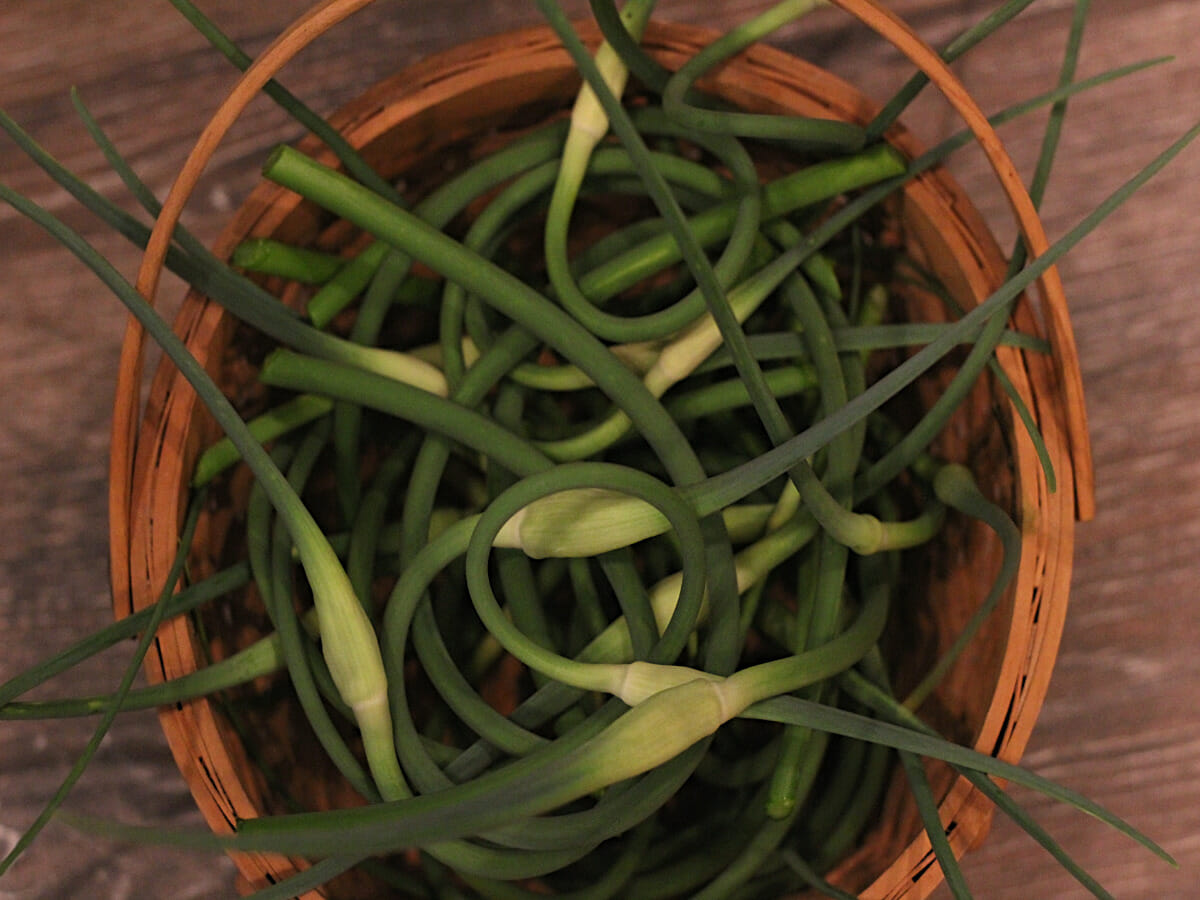 Flavorful and Fresh Garlic Scape Pesto Recipe: A Must-Try Condiment ...