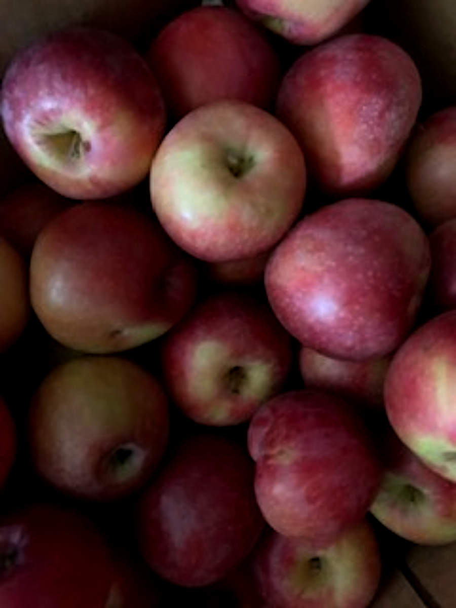 How to make homemade preserved applesauce - Dani's Midlife Homestead