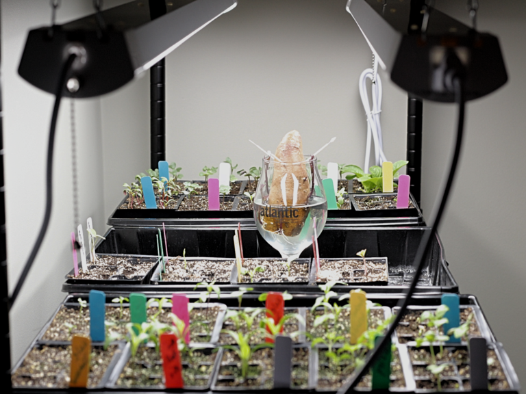 Grow Big on a Budget: How to Set Up a Low-Cost Seed Starting System ...