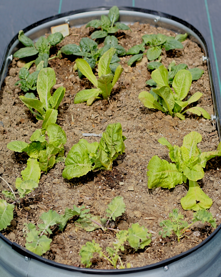 Dani's Midlife Homestead - middle age homesteading, recipes, preserving ...